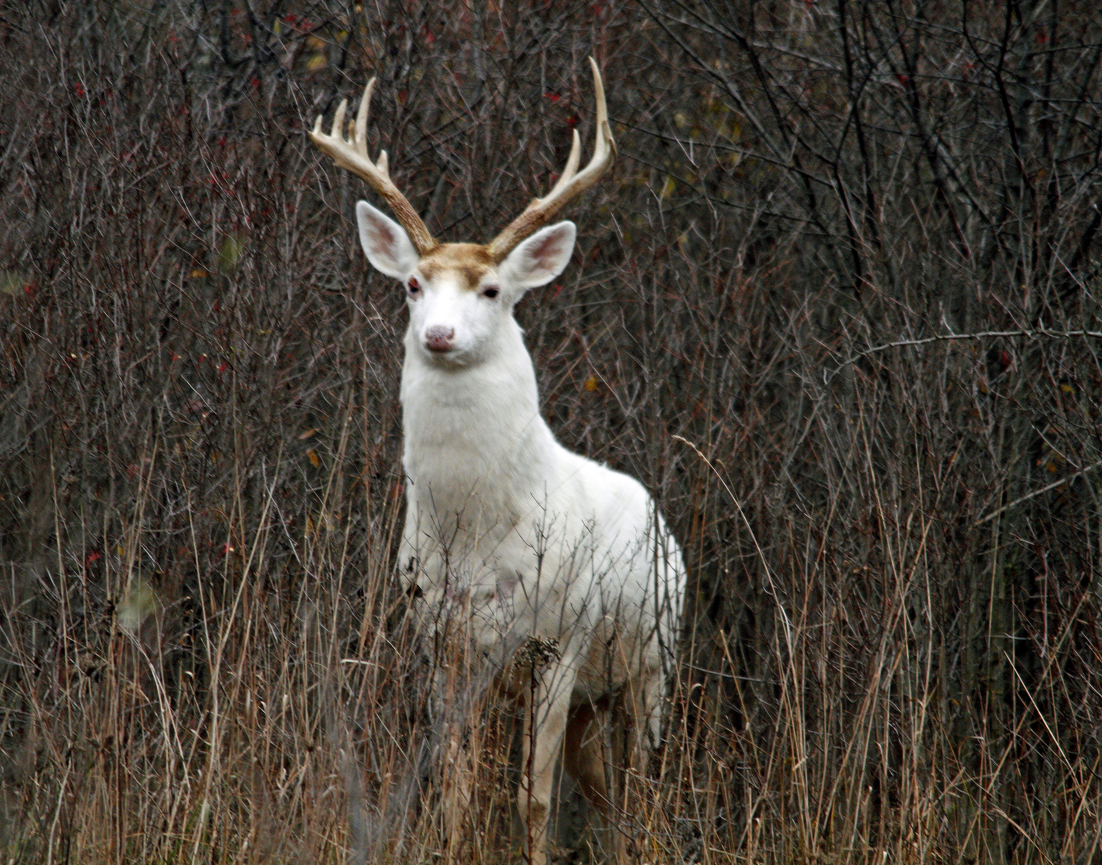 white deer