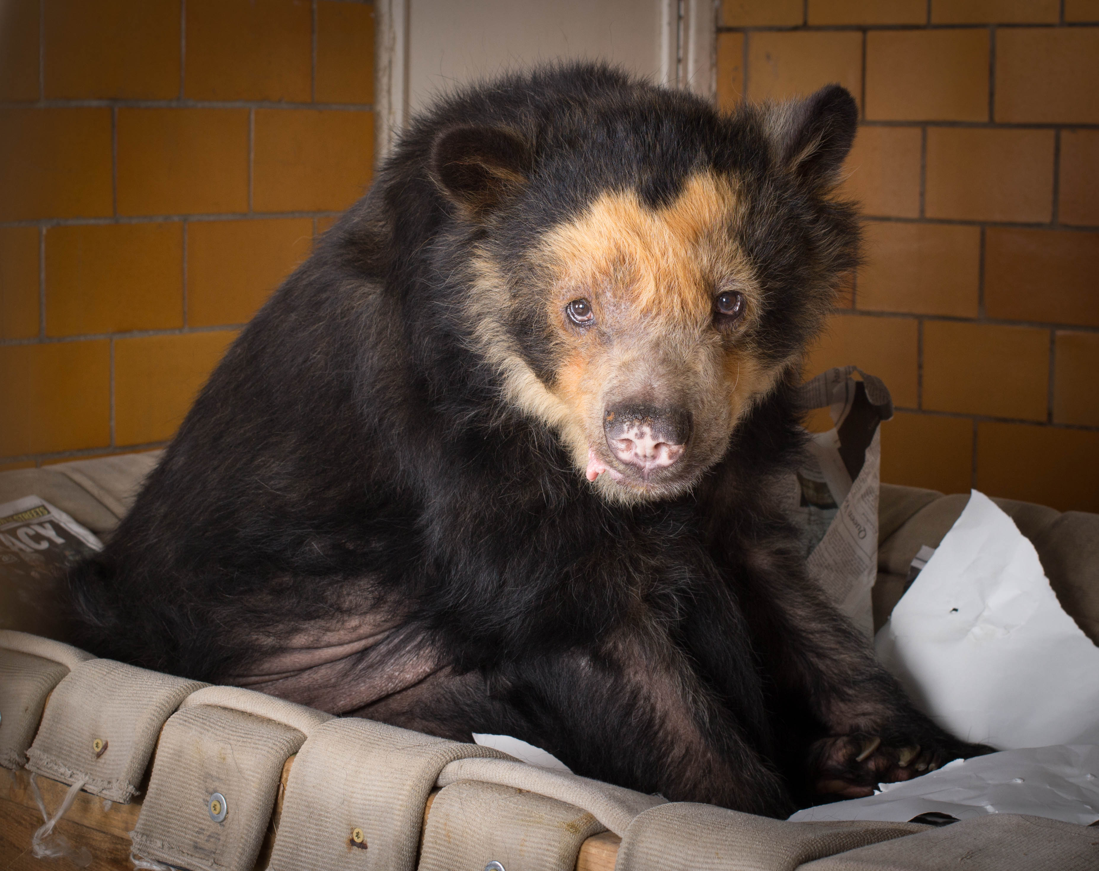 Oldest Spectacled Bear at Buffalo Zoo dies | wgrz.com