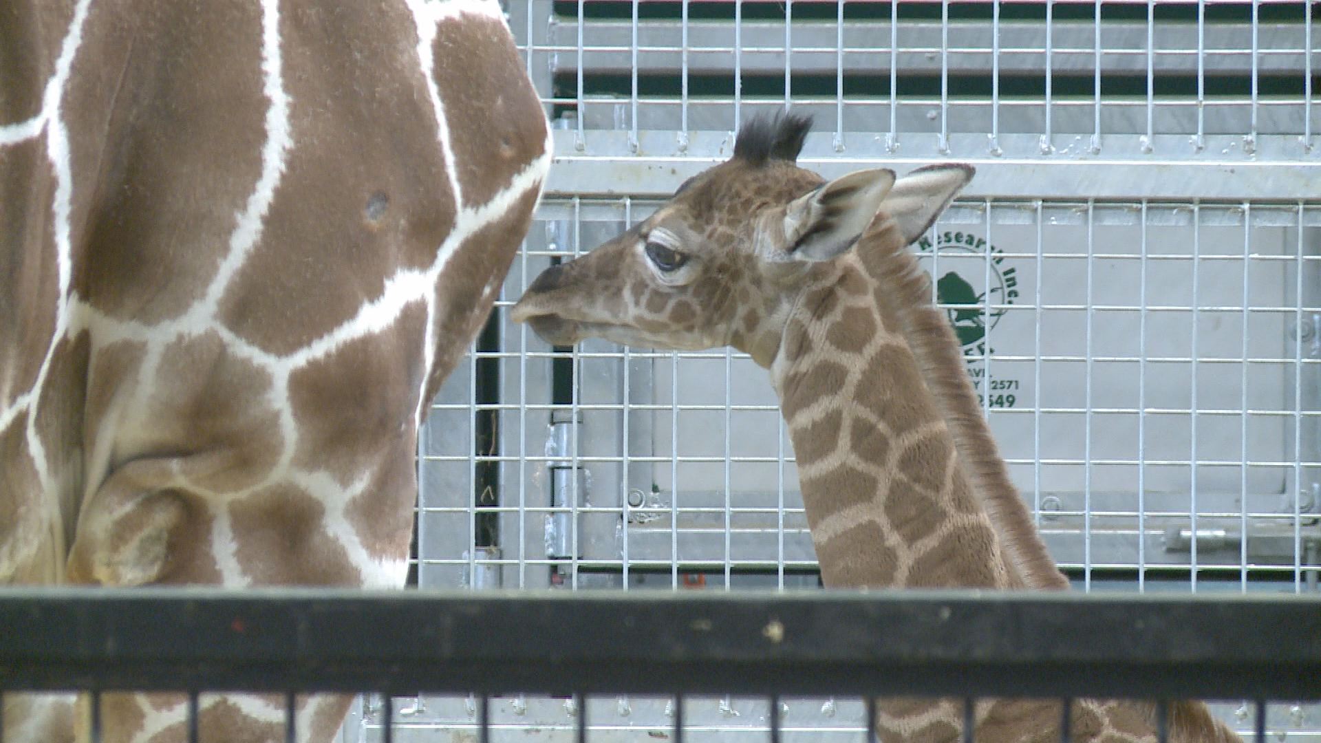 Meet Zuri, the Buffalo Zoo's new giraffe | wgrz.com