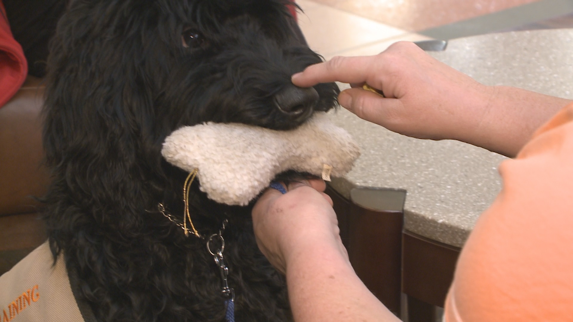 Ginny the service dog is getting bigger and better | wgrz.com