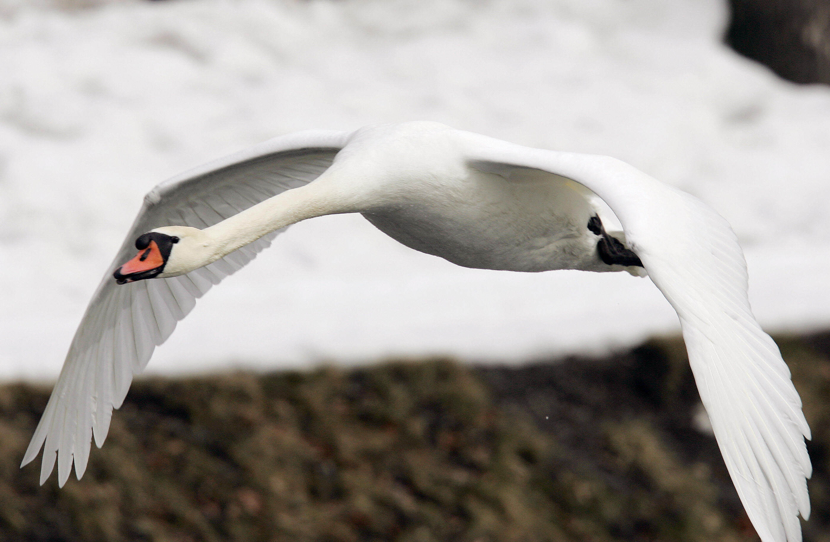 Mute swan bill has new life | wgrz.com