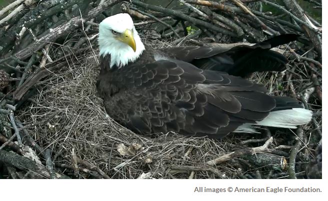 LIVE: Eagle eggs about to hatch | wtsp.com