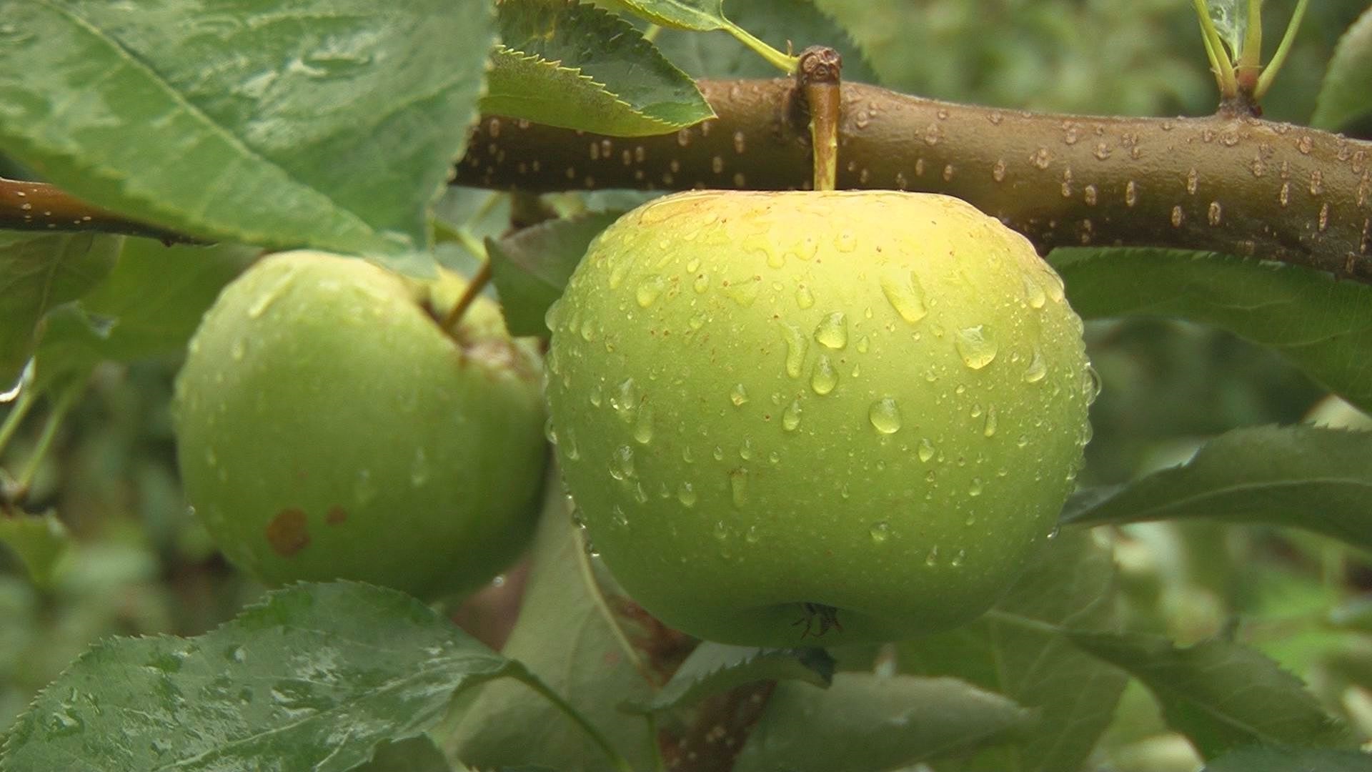 Summer Drought Affects Apple Crop In Unexpected Ways | wgrz.com