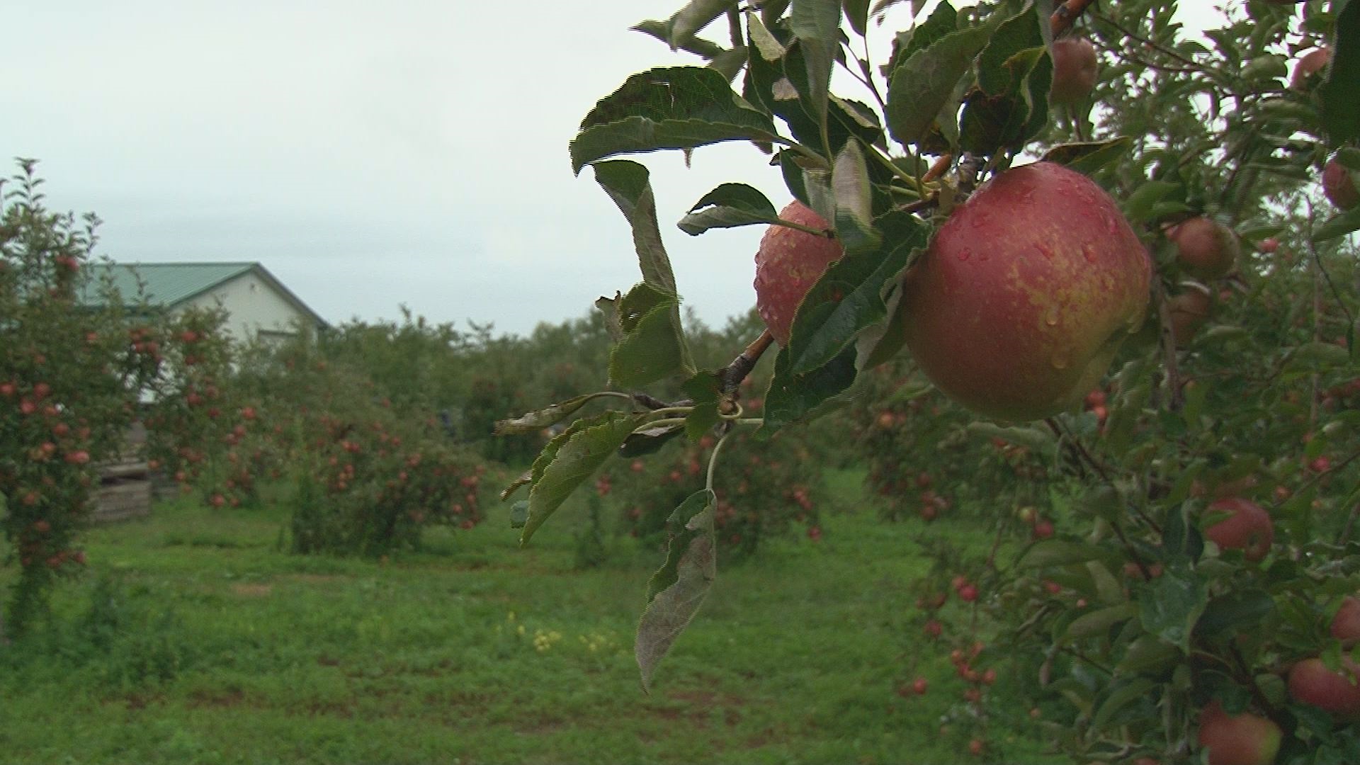 Summer Drought Affects Apple Crop In Unexpected Ways | wgrz.com