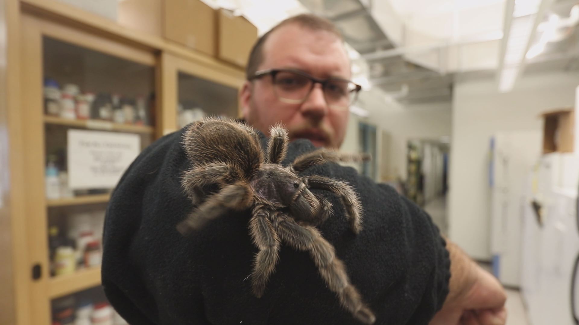 Spider venom key in UB medical breakthrough | wgrz.com