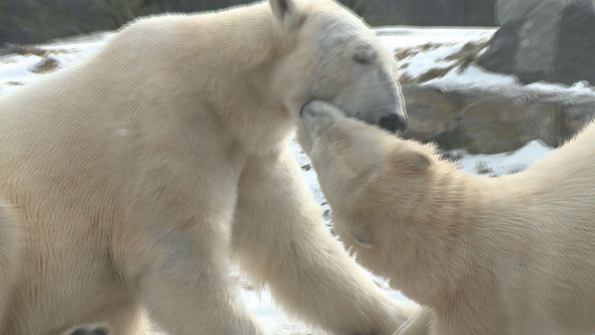 Buffalo Zoo polar bears go on "First Date" | khou.com