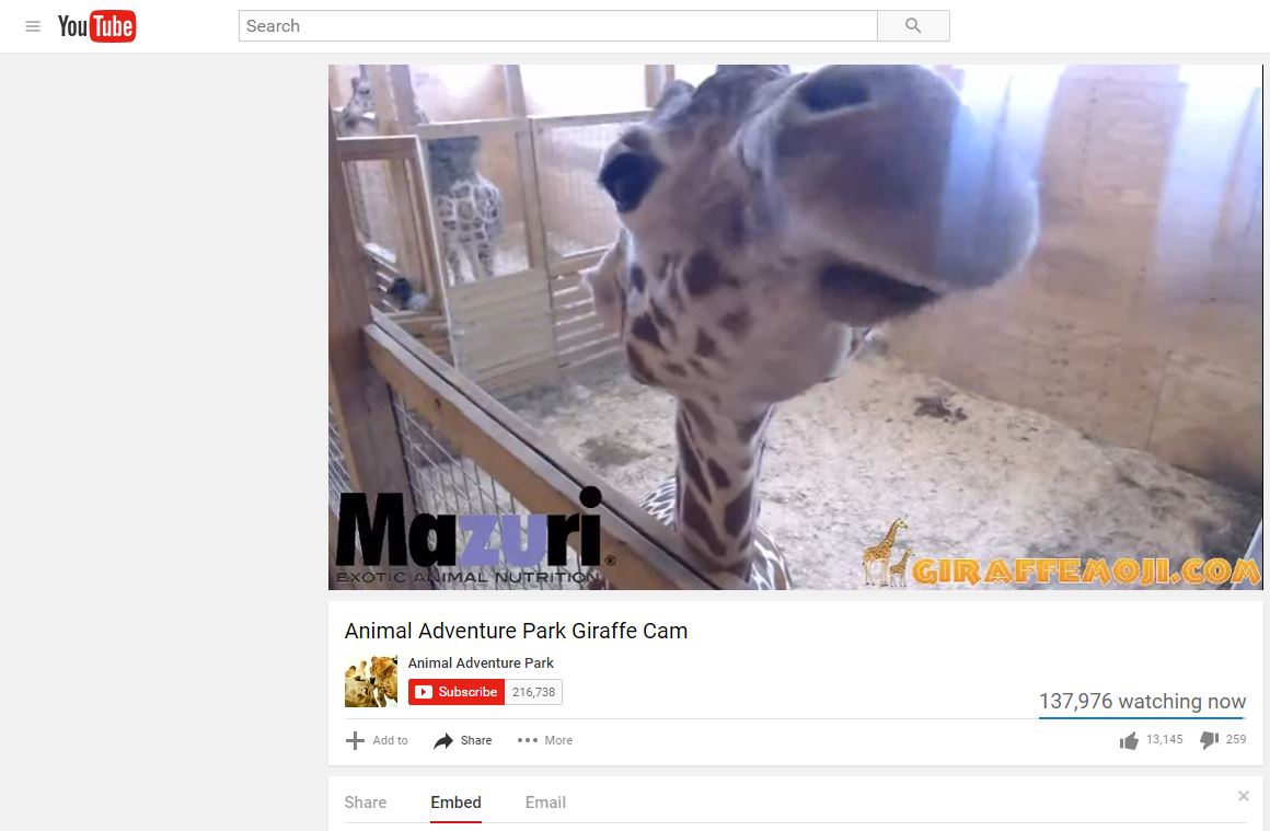 LIVE: Giraffe cam at Animal Adventure Park | wgrz.com