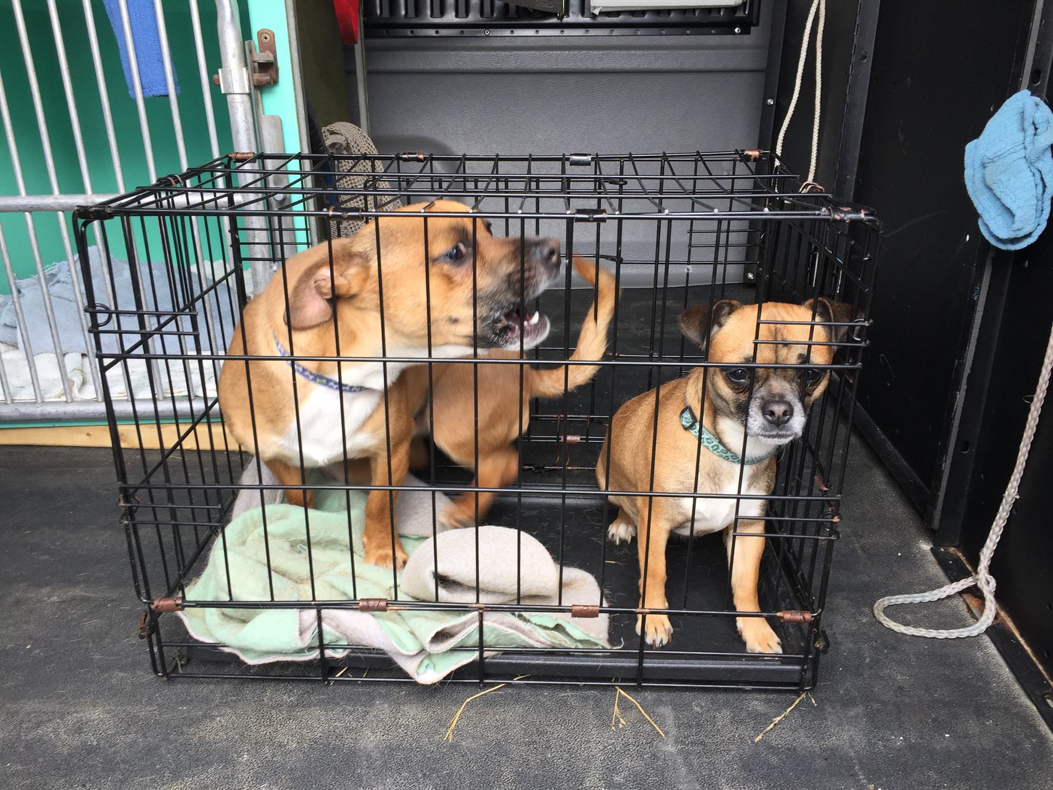 Two dogs left locked in crate on side of road | wgrz.com