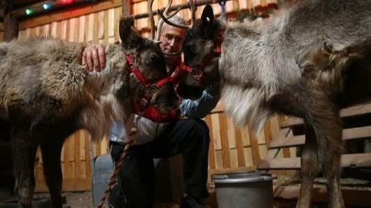 Reindeer survives deadly illness in time for Christmas | wgrz.com